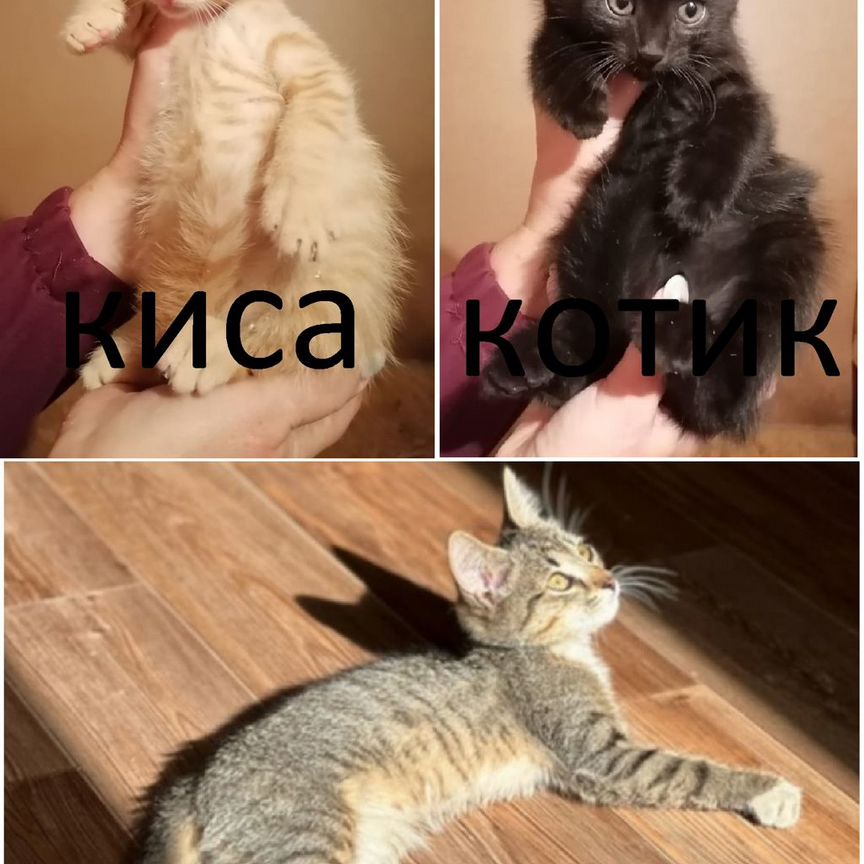 Котята в добрые руки
