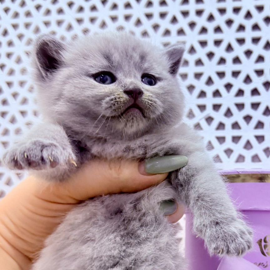 Британский короткошёрстный котёнок