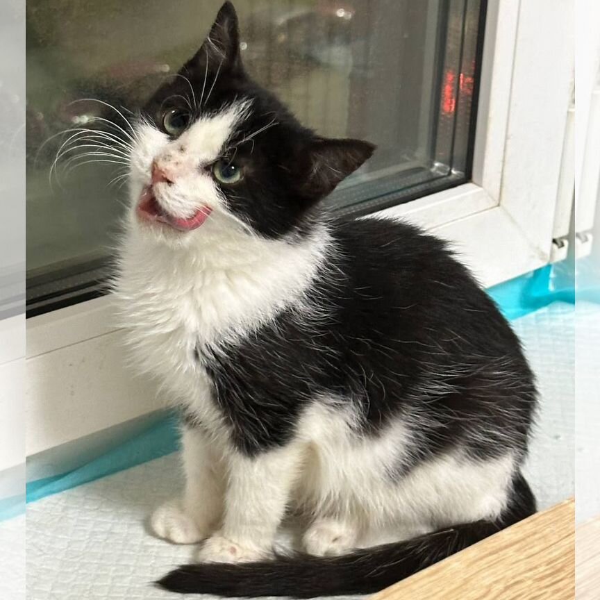 Котёнок в добрые руки