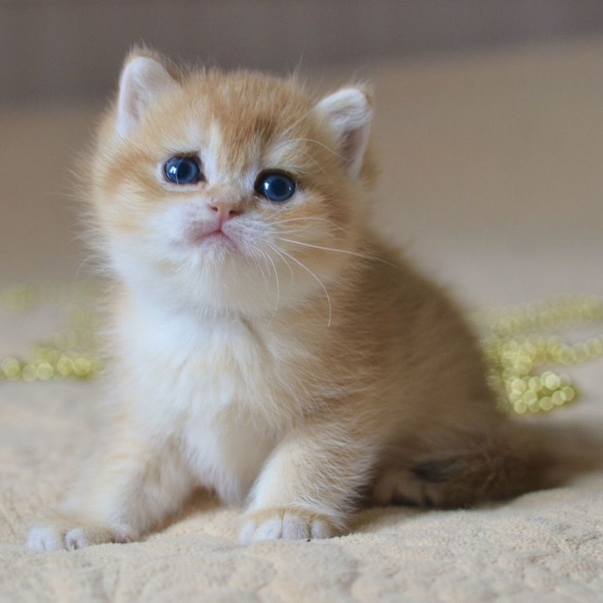 Британский короткошёрстный котёнок