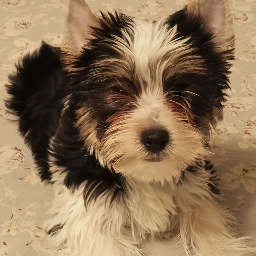 Бивер-йоркширский терьер, щенок