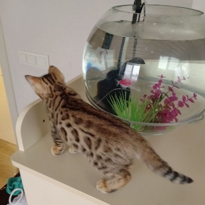 Бенгальские котята