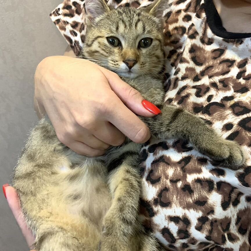 Отдам котенка в добрые руки мальчик
