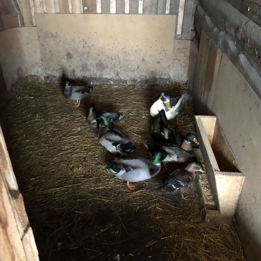 Селезень дикой утки