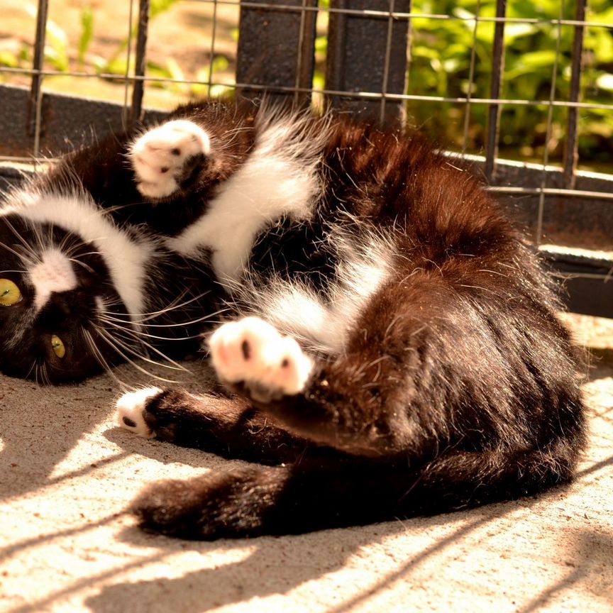 Эрика ищет дом