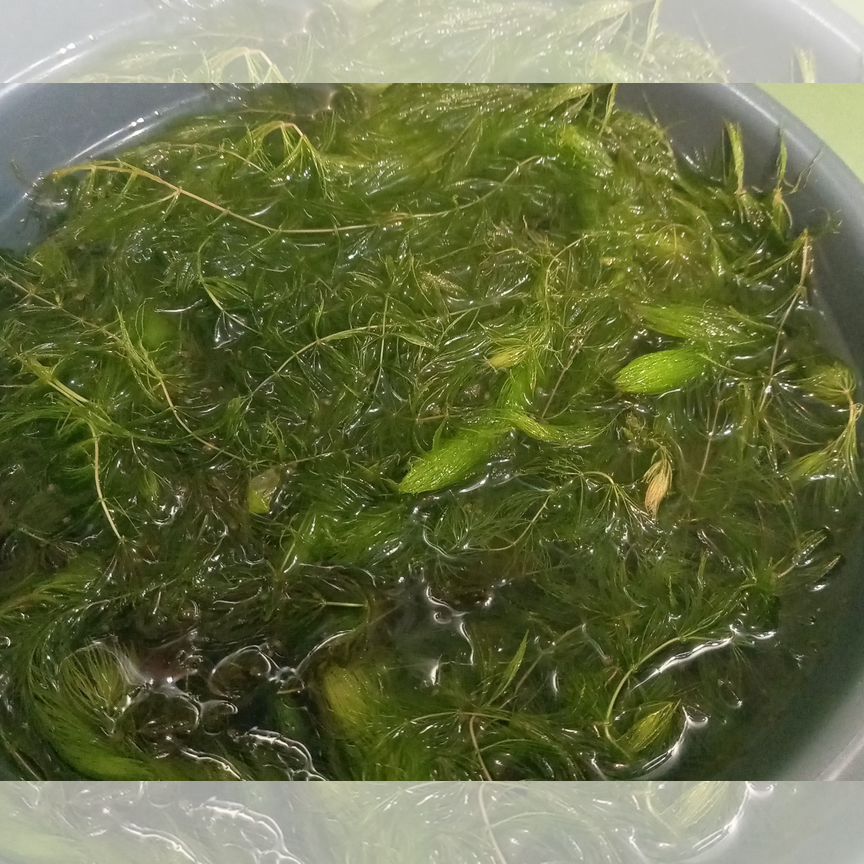 Роголистник для аквариума