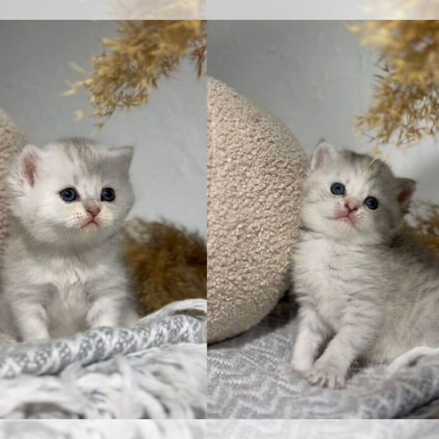 Шотландский прямоухий длинношёрстный котёнок