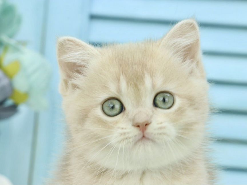 Британская кошка лиловая золотая шиншилла су12