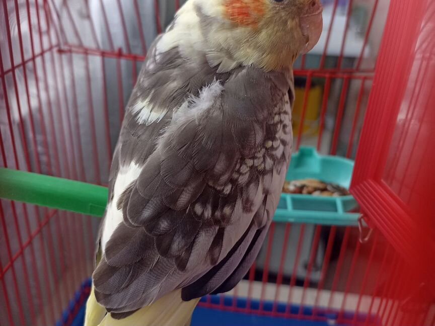 Попугай корелла