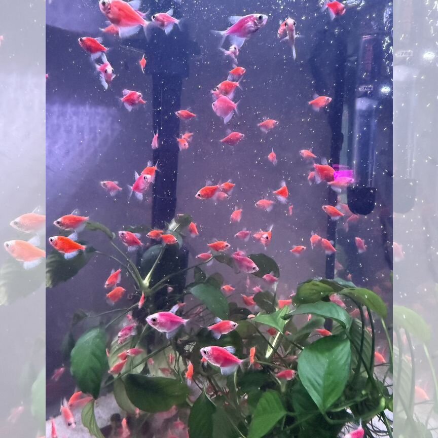 Обменяю Теренций GloFish