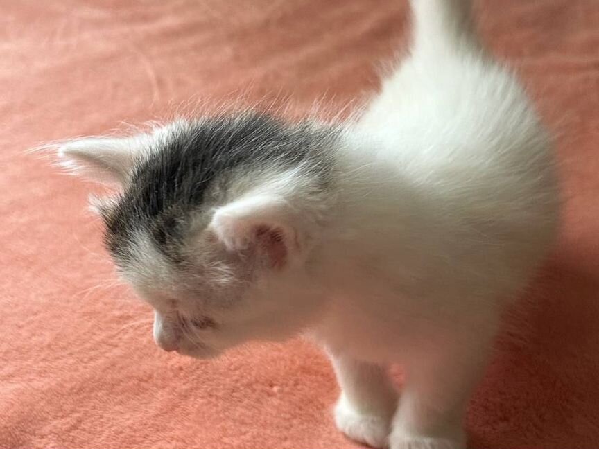 Белоснежные чудесные малыши ищут Мам и Пап