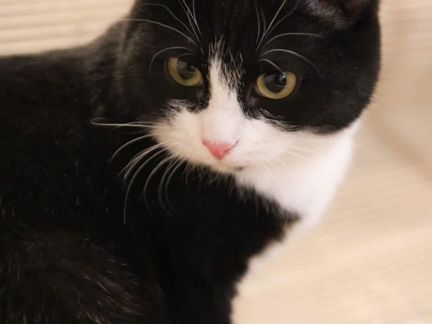 Котенок подросток девочка в добрые руки