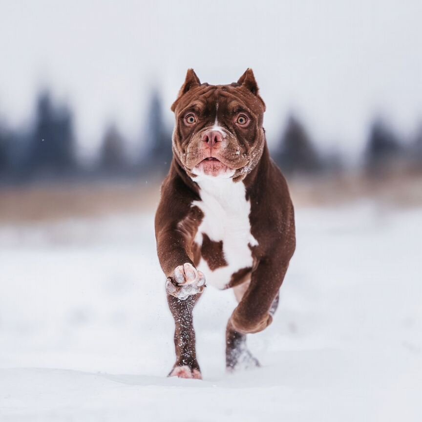 Американский булли, щенок