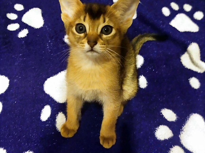 Абиссинская