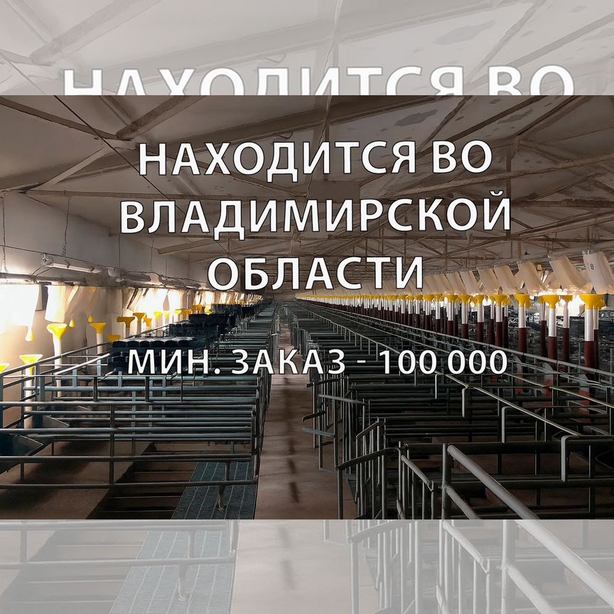 Кормушки для откорма свиней