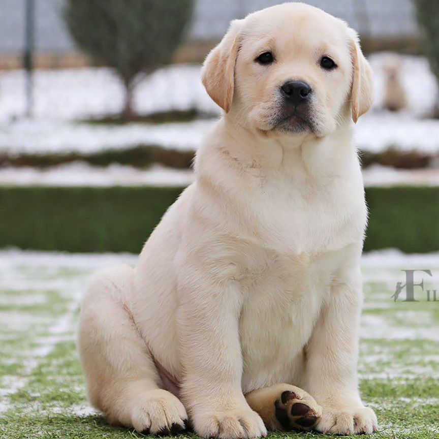 Лабрадор-ретривер, щенок