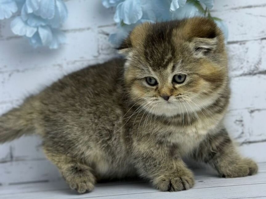 Высокопородная вислоухая девочка