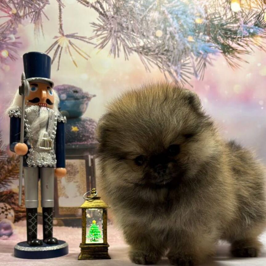 Померанский шпиц, щенок