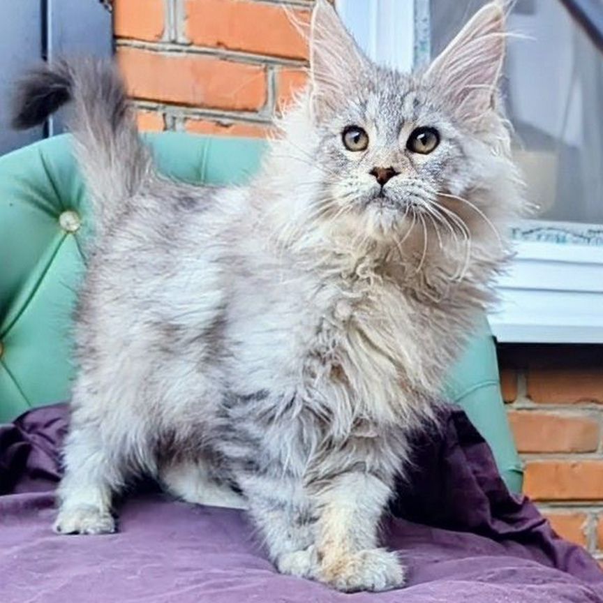 Мейн-кун котёнок