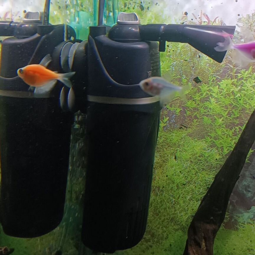Три тернеции glofish