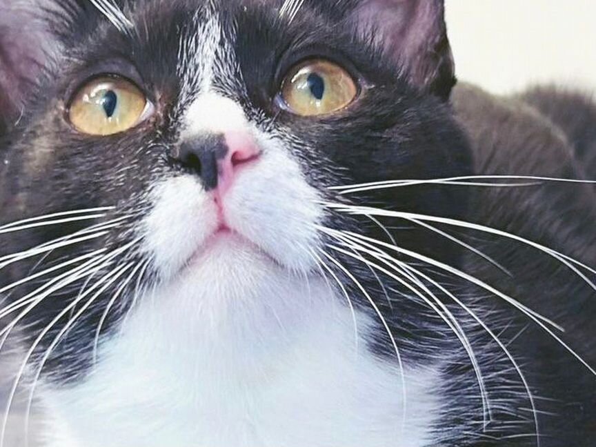 Ласковый котенок мальчик ищет дом