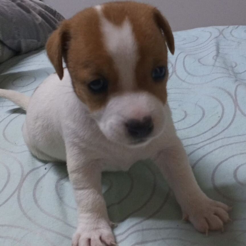 Джек-рассел-терьер, щенок