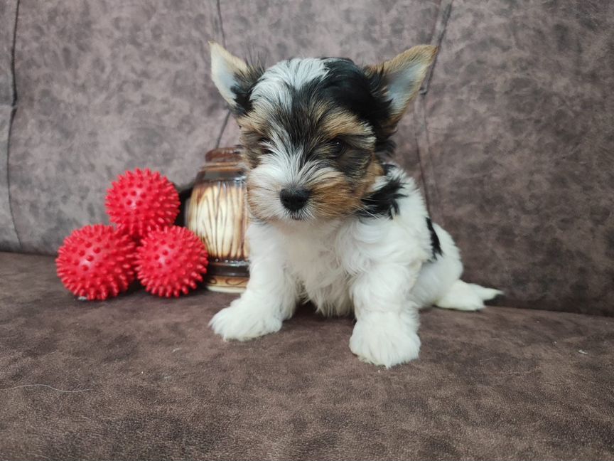 Мальчик бивер йорк