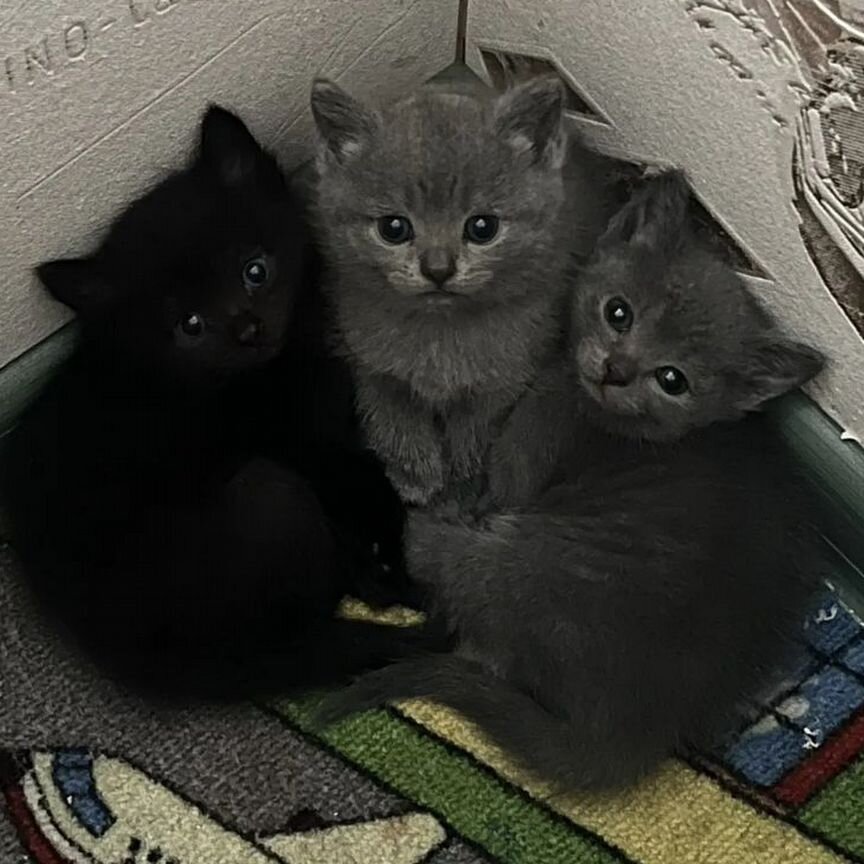 Британский длинношёрстный котёнок