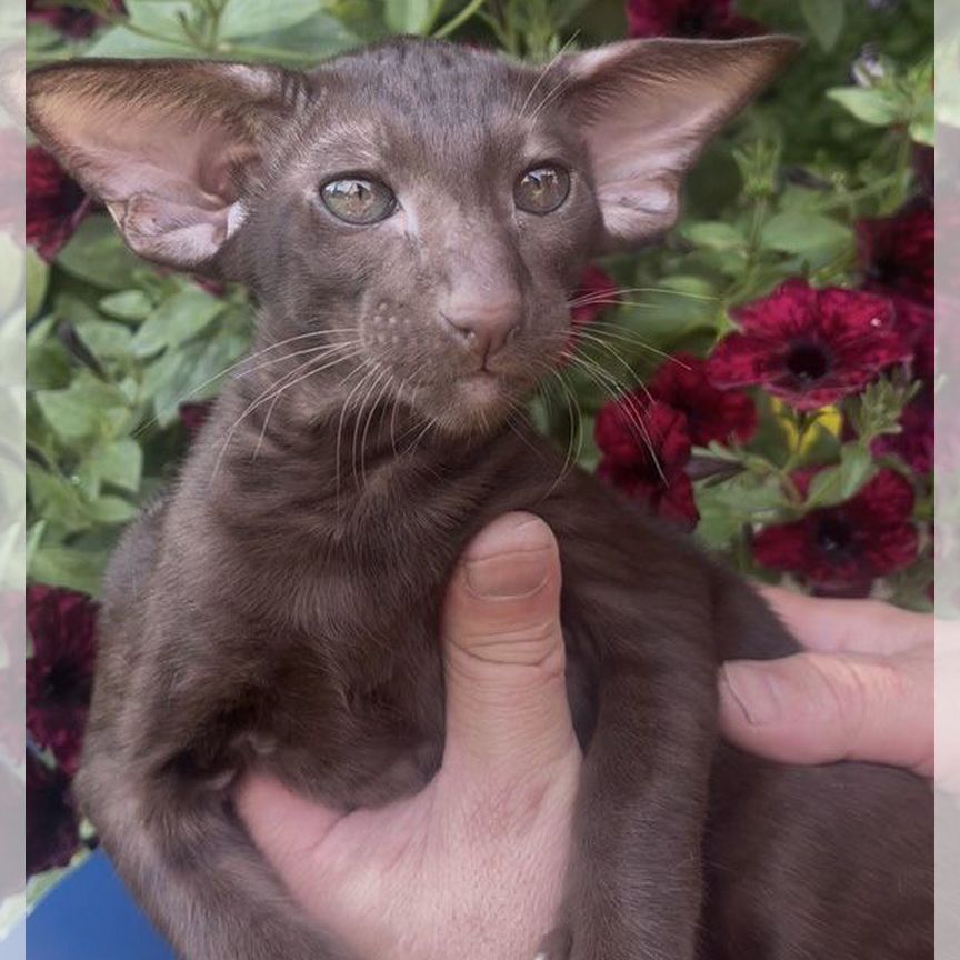 Ориентальный котенок