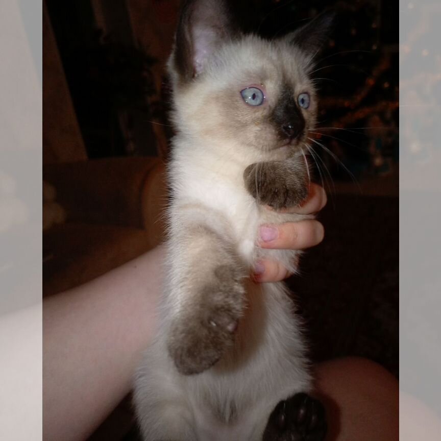 Сиамский котёнок