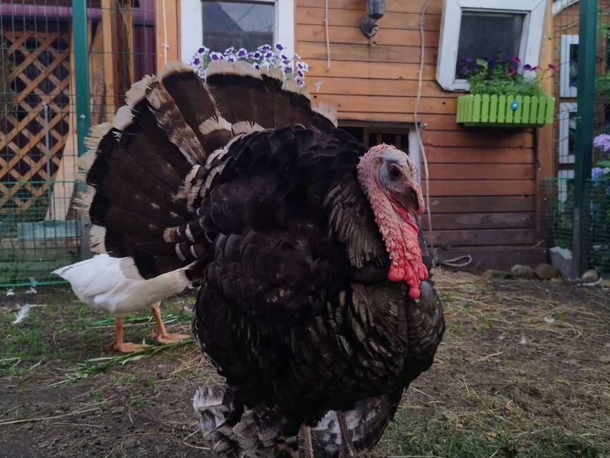 Индюк северокавказский