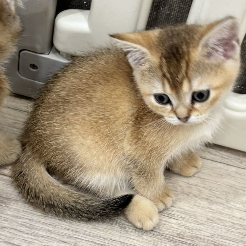 Британский короткошёрстный котёнок