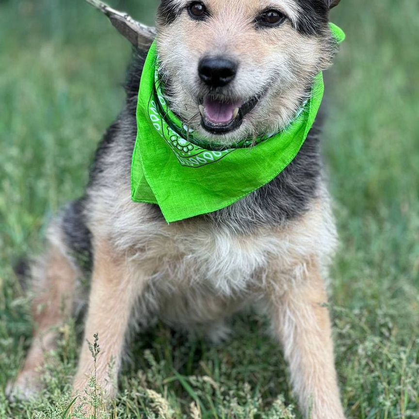 Собака Бредли ждет тебя в приюте Некрасовка