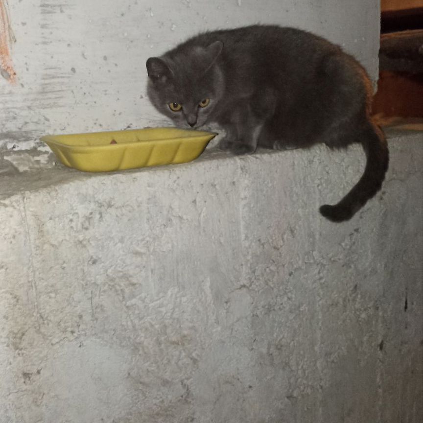 Отдадим серую девочку в добрые руки