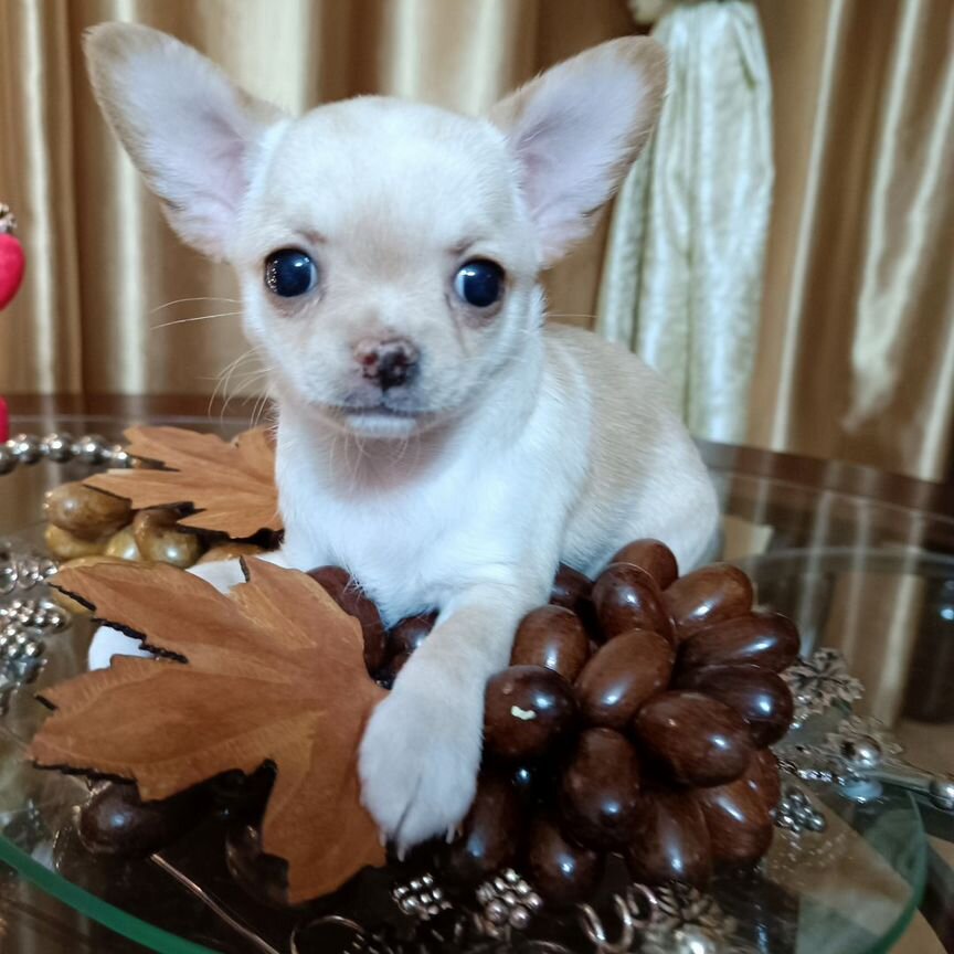 Щенок чихуахуа скор, чип, клеймо