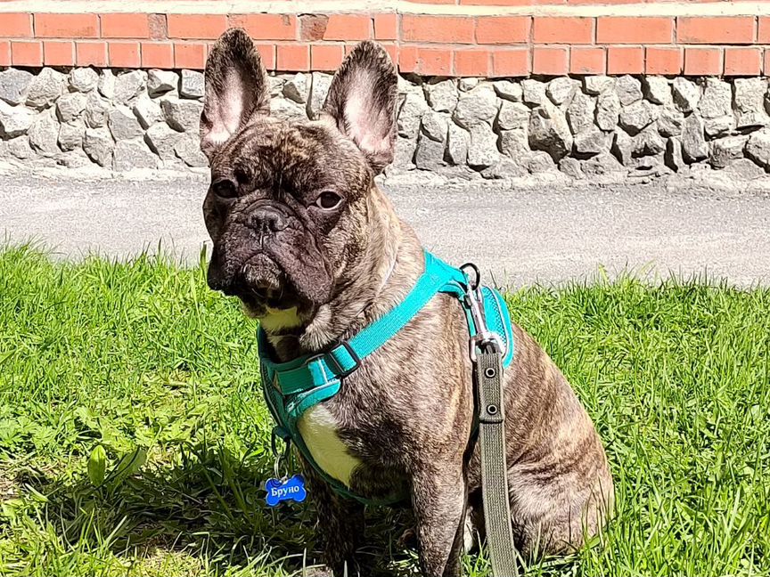 Французский бульдог, вязка