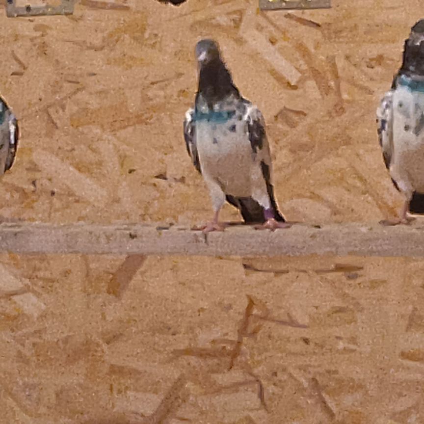 Голуби пакистанцы