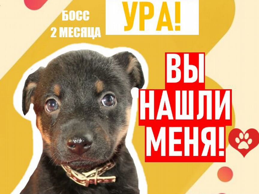 Кто тут босс