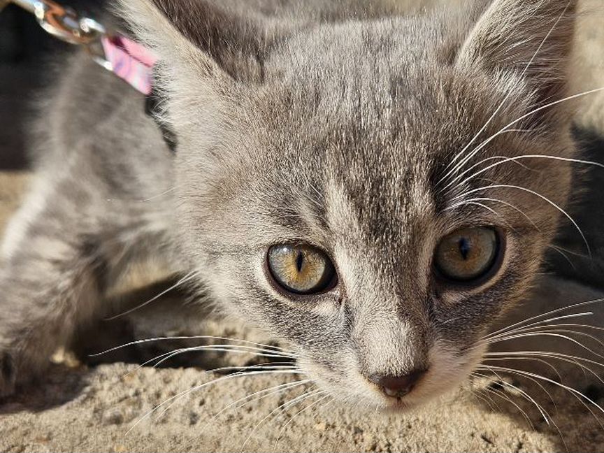 Котёнок в добрые руки