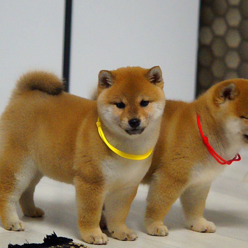 Сиба-ину, щенок