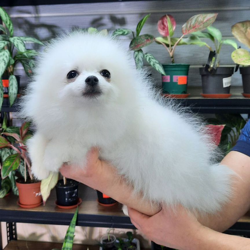 Померанский шпиц, щенок