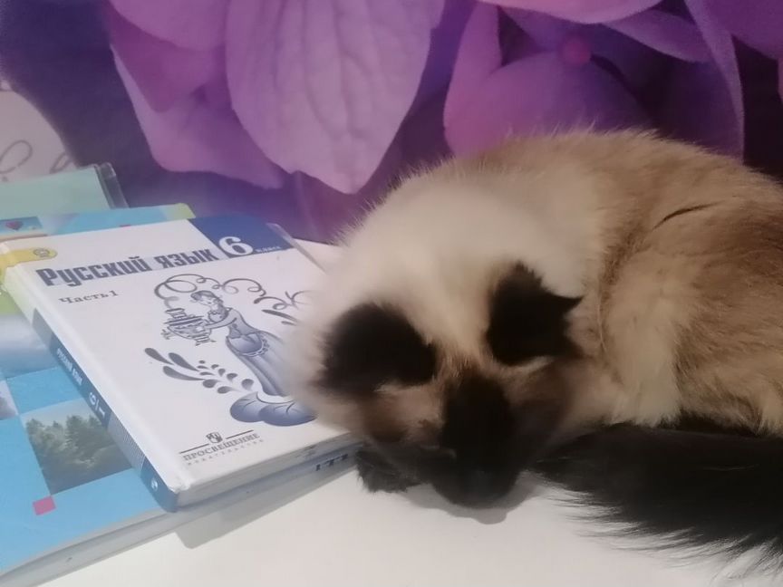 Кошка Нюша