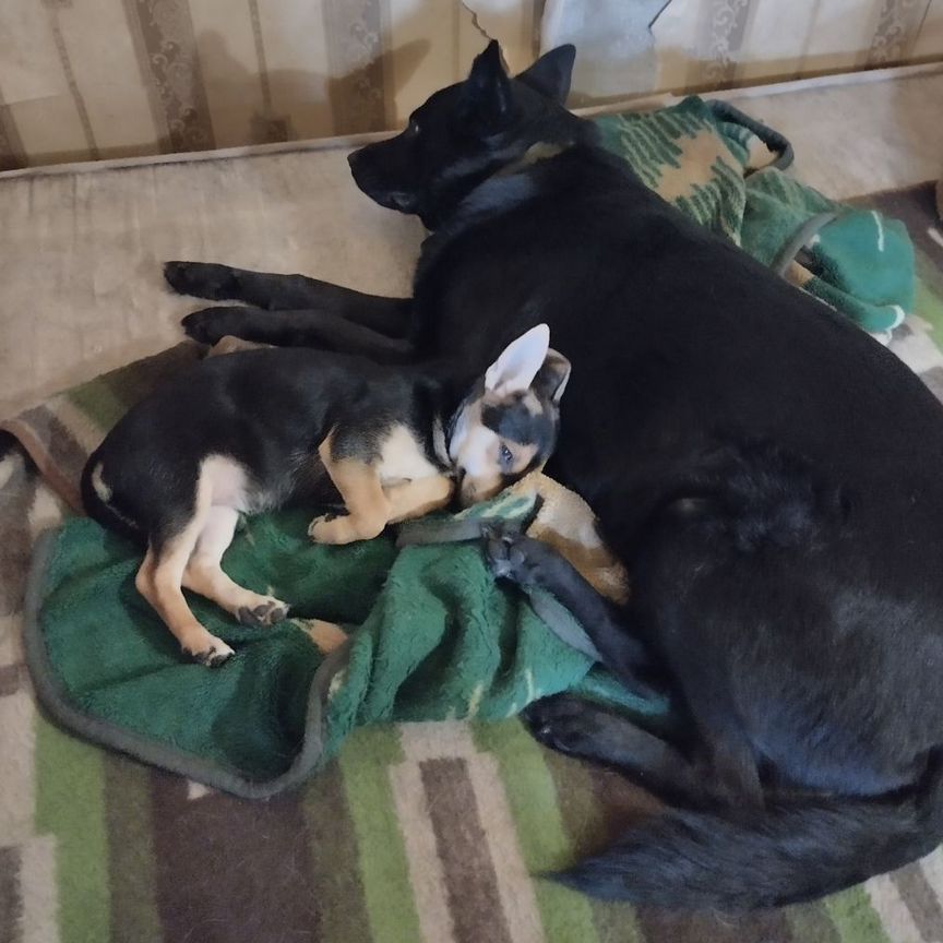 Русский той-терьер, щенок