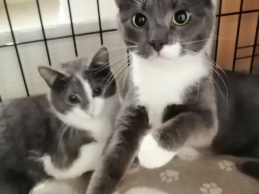 Котик