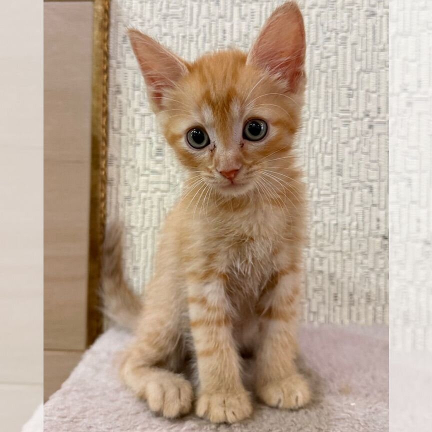 Канадский сфинкс котёнок