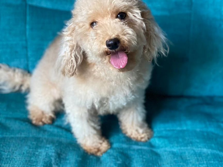 Девочка той пудель