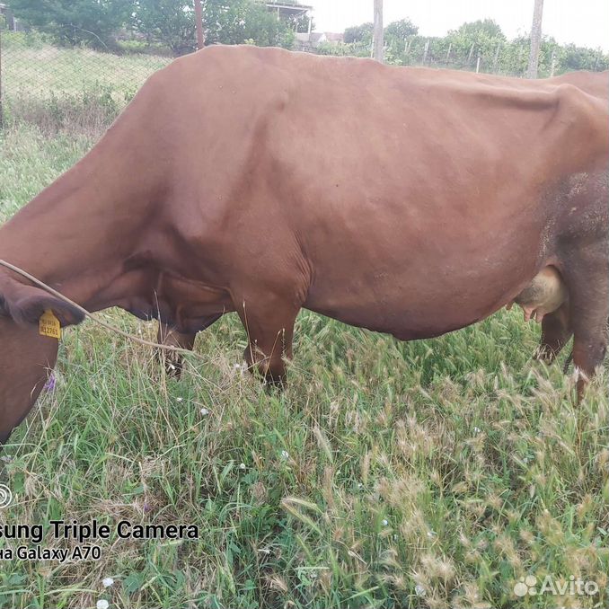 Корова высокоудойная