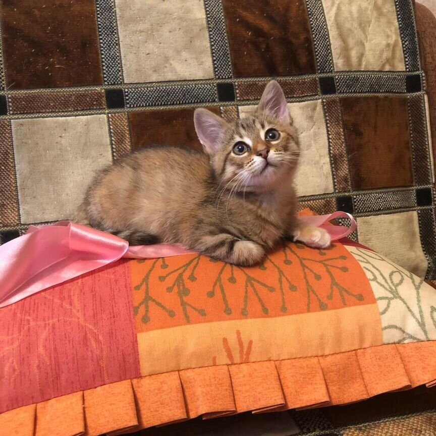 Синьорита Юла