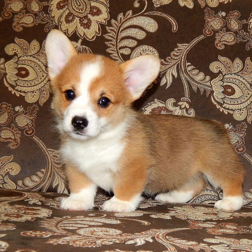 Королевские корги щенки