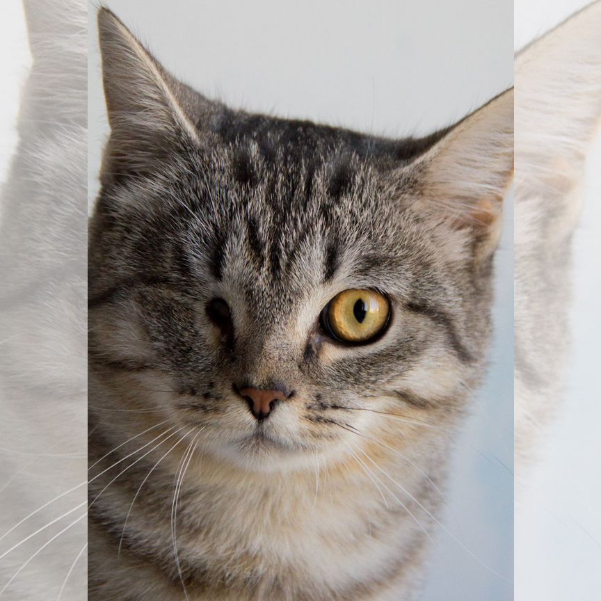 Котенок в добрые руки